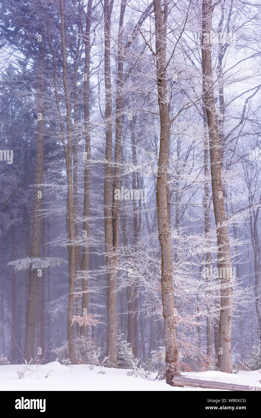 Woodland scenery hi-res stock photography and images - Alamy