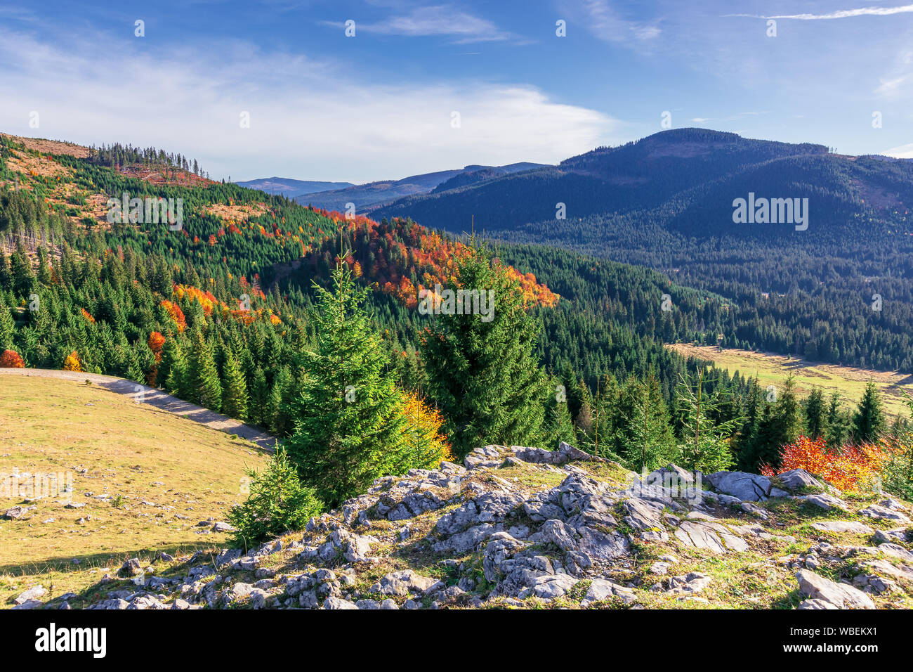 beautiful mountain landscape in the morning. forest on the grassy hills ...