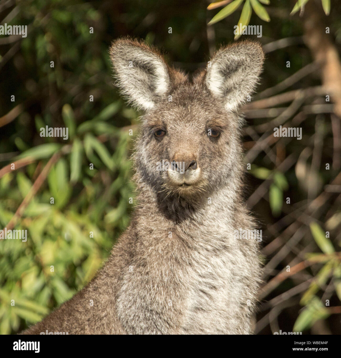 Face of Australian eastern grey kangaroo, Macropus giganteus, facing ...