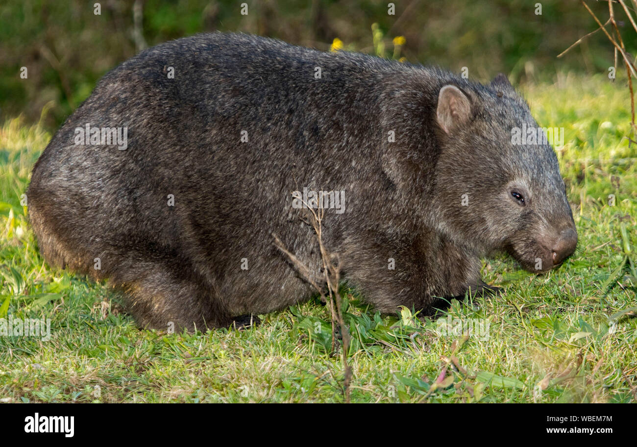 Common Wombat, Vombatus ursinus, in the wild at Dharug National Park ...