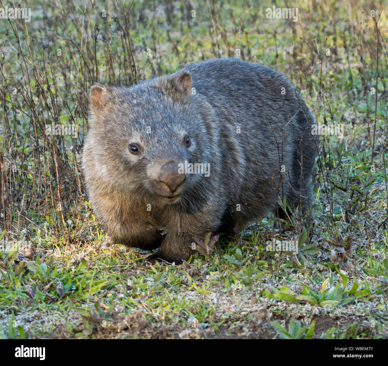 Mammal wombat common australia hi-res stock photography and images - Alamy