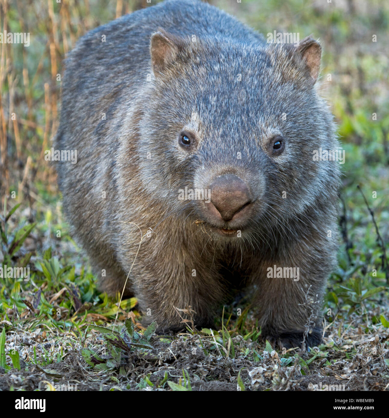 Australian Wombat