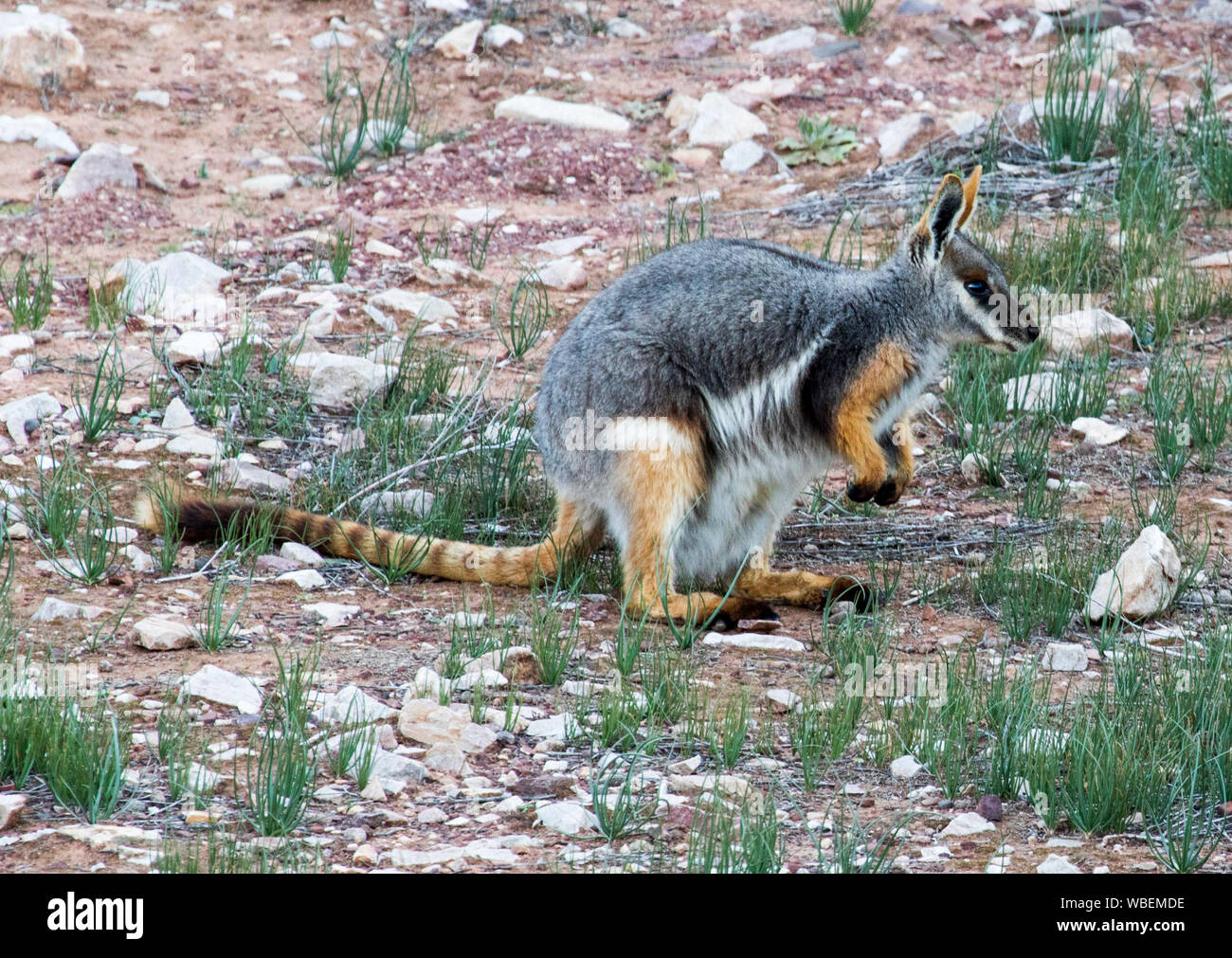 Beautiful female yellow-footed rock wallaby, Petrogale xanthopus, a ...