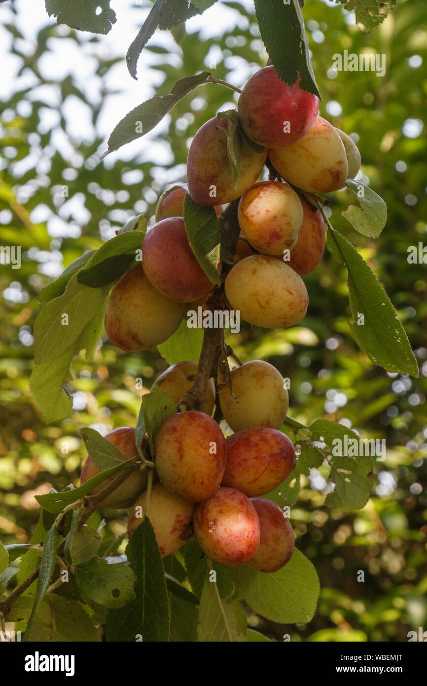 Little plums hi-res stock photography and images - Alamy