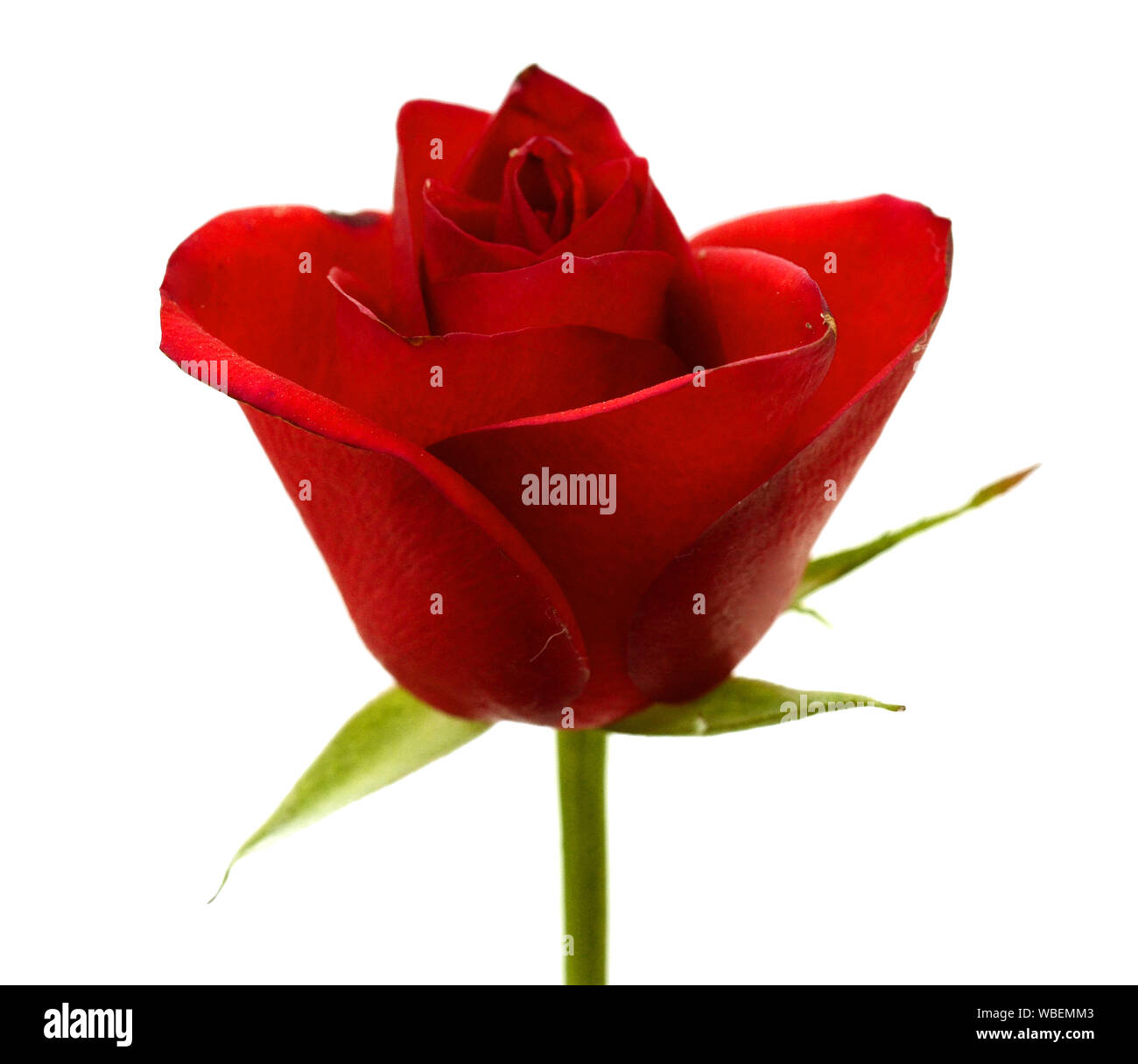 Red rose closeup isolated on white background Stock Image Stock Photo ...