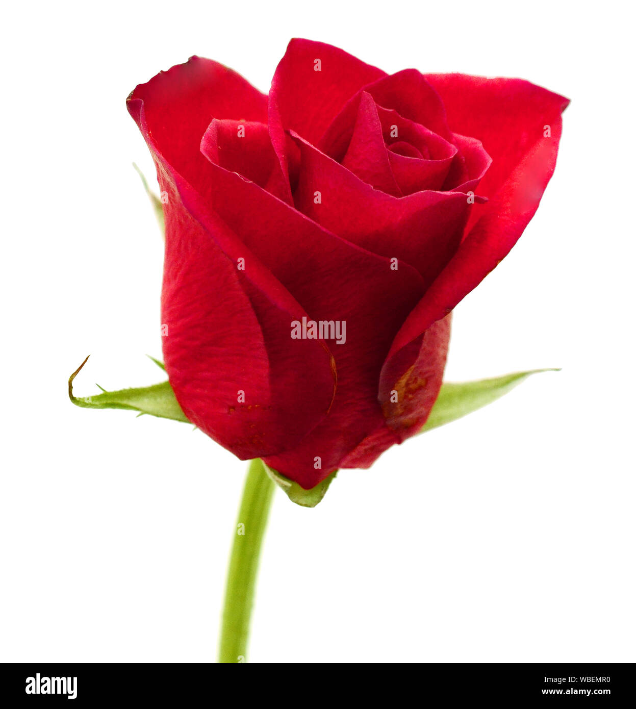 Rose photograph Cut Out Stock Images & Pictures - Alamy