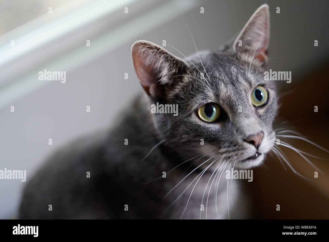 Close up cute little kitten hi-res stock photography and images - Alamy