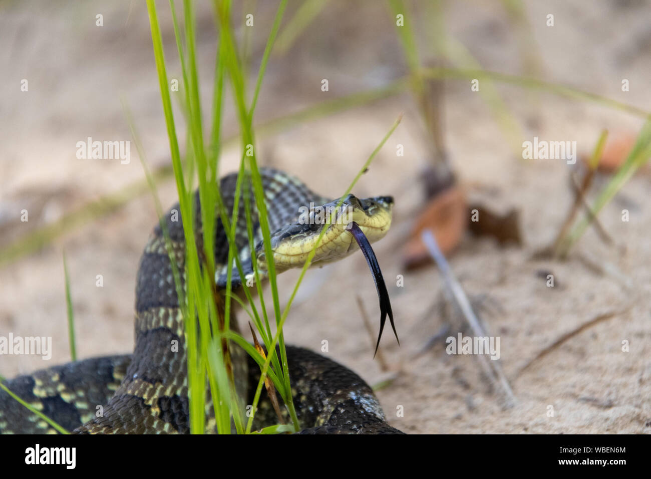 Eastern Hognose Snake Stock Photo - Alamy