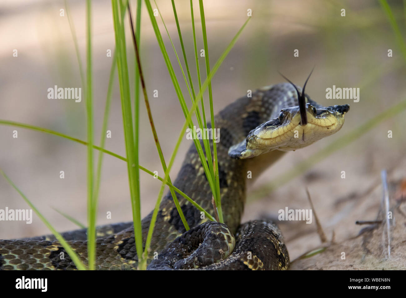 Eastern Hognose Snake Stock Photo - Alamy