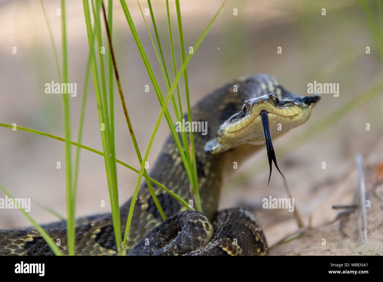 Eastern Hognose Snake Stock Photo - Alamy