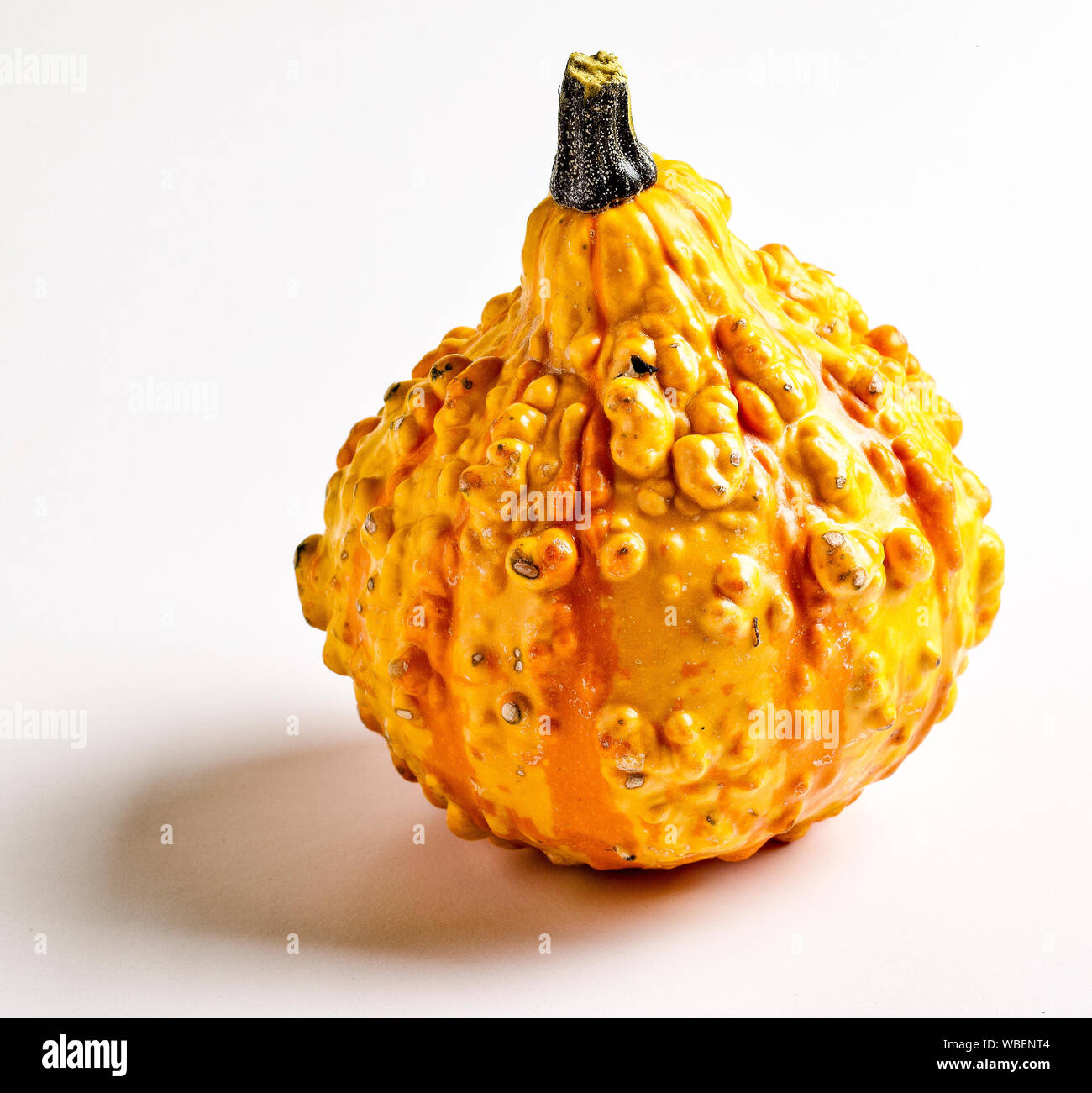 One Decorative Gourd on a White Background Stock Photo - Alamy
