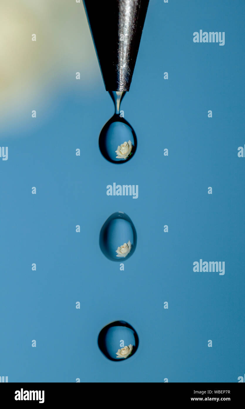 a white rose refracted through drops of water falling from faucet Stock ...