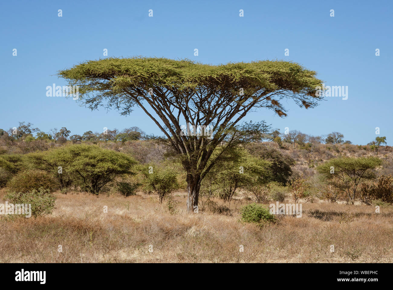 Umbrella acacia trees hi-res stock photography and images - Alamy