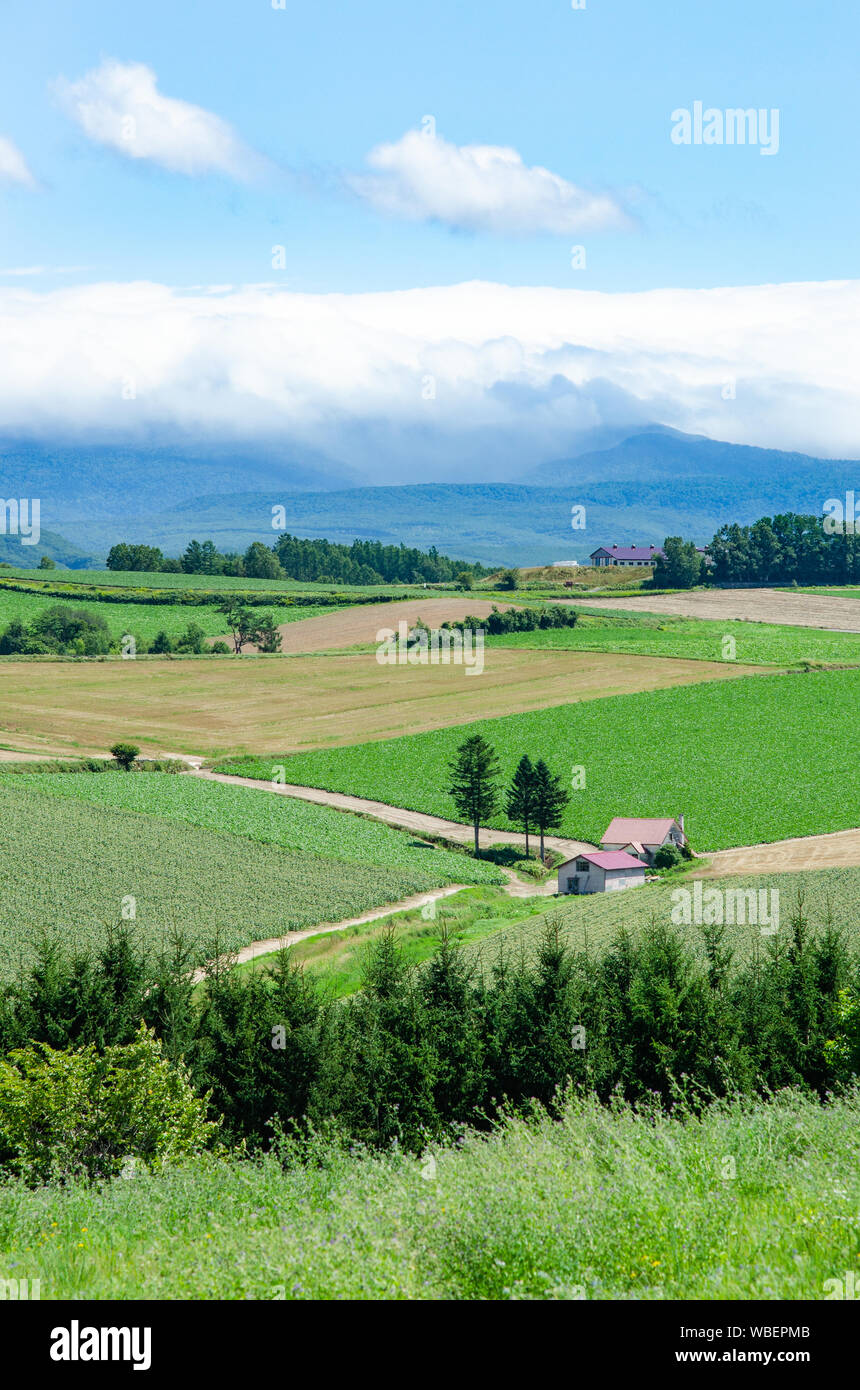 Furano in Hokkaido, Japan Stock Photo - Alamy