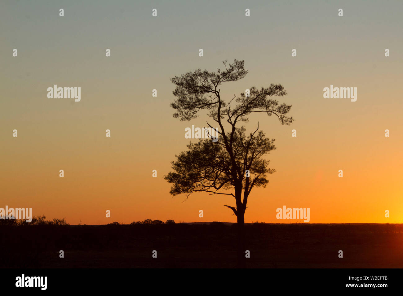 Tree silhouetted against the sunrise hi-res stock photography and ...