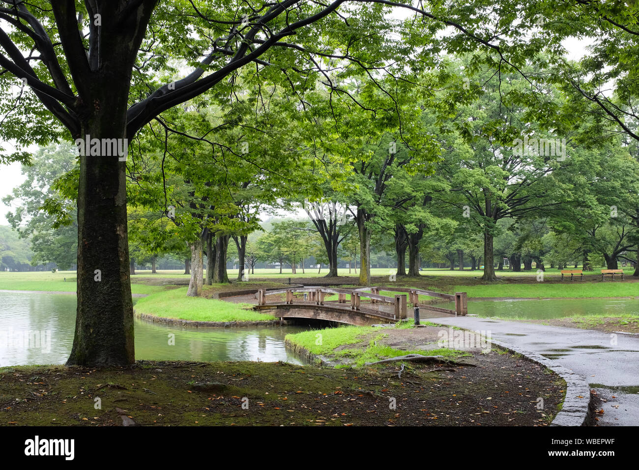 Yoyogi Park in Tokyo, Japan Stock Photo - Alamy