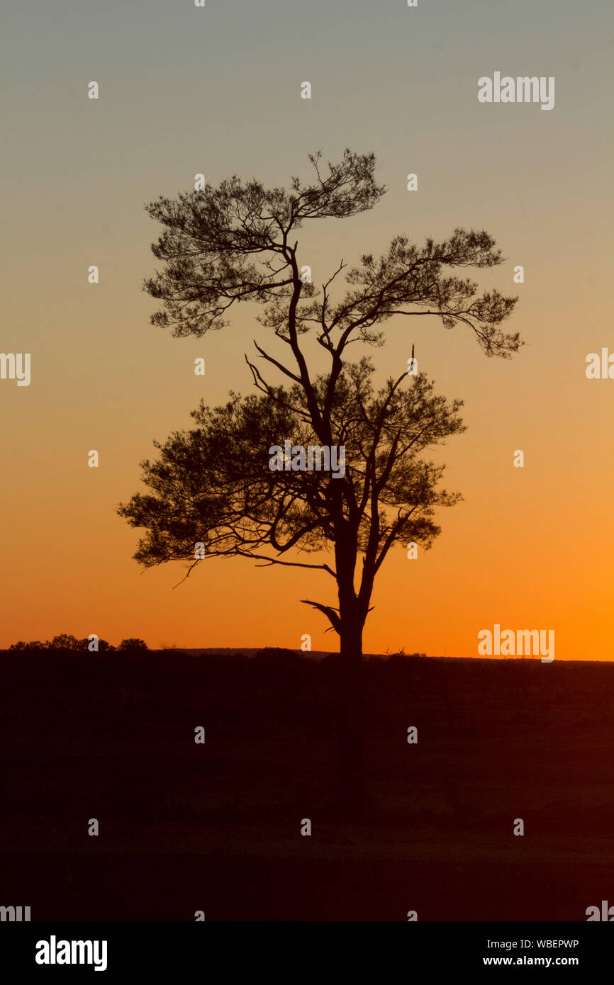 Tree silhouette in australian outback hi-res stock photography and ...
