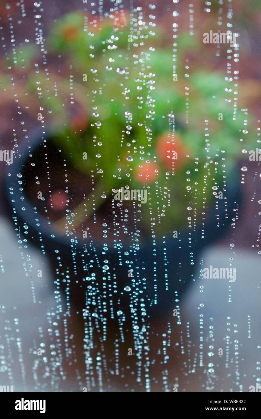 Rain running down window with vibrant plant in the background. Colorful ...