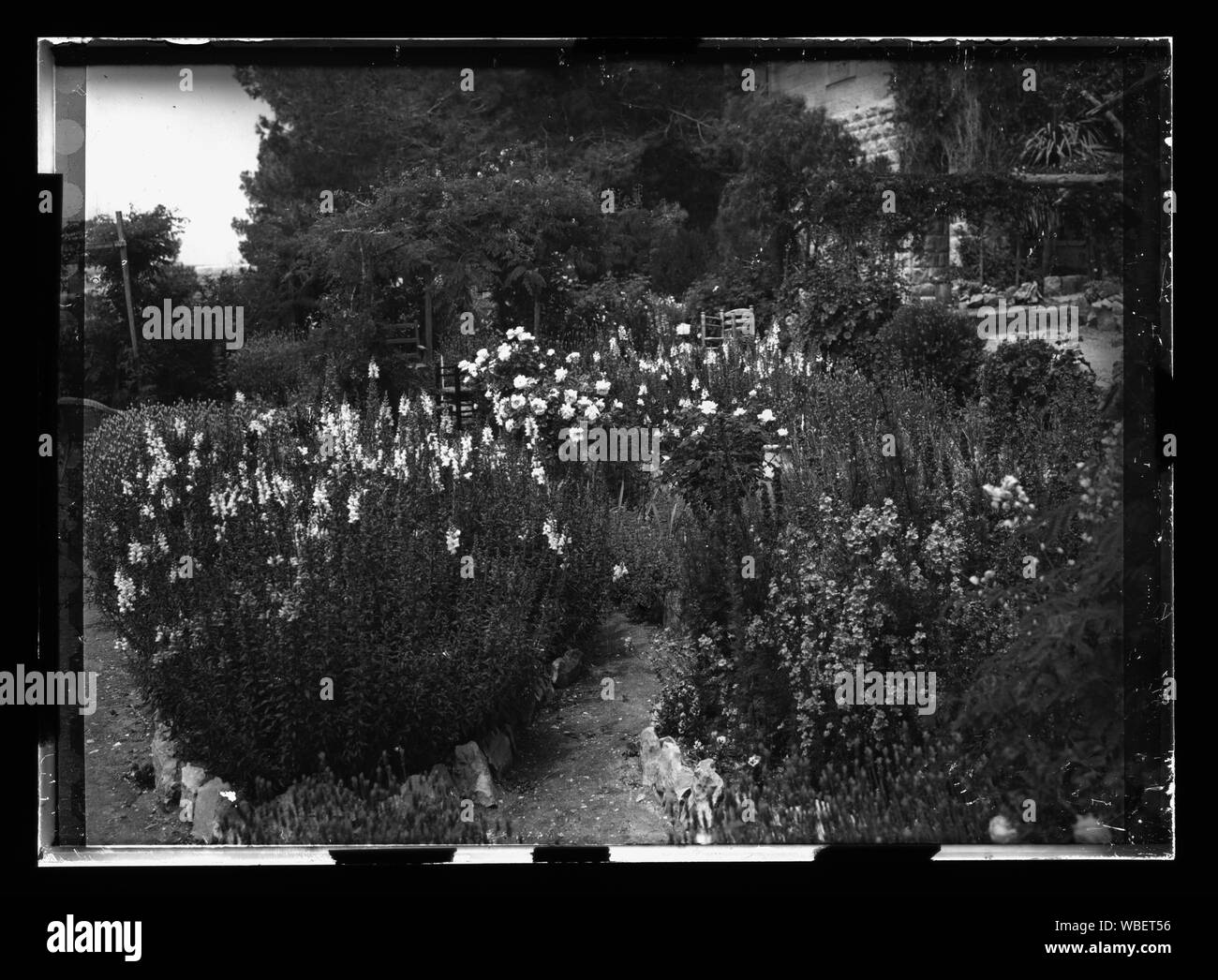 Garden Abstract/medium: G. Eric and Edith Matson Photograph Collection ...