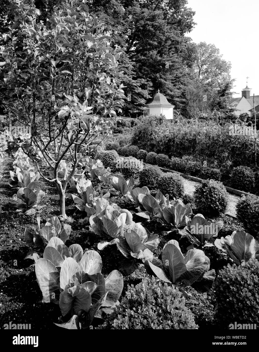Cultivated garden flower Black and White Stock Photos & Images - Alamy