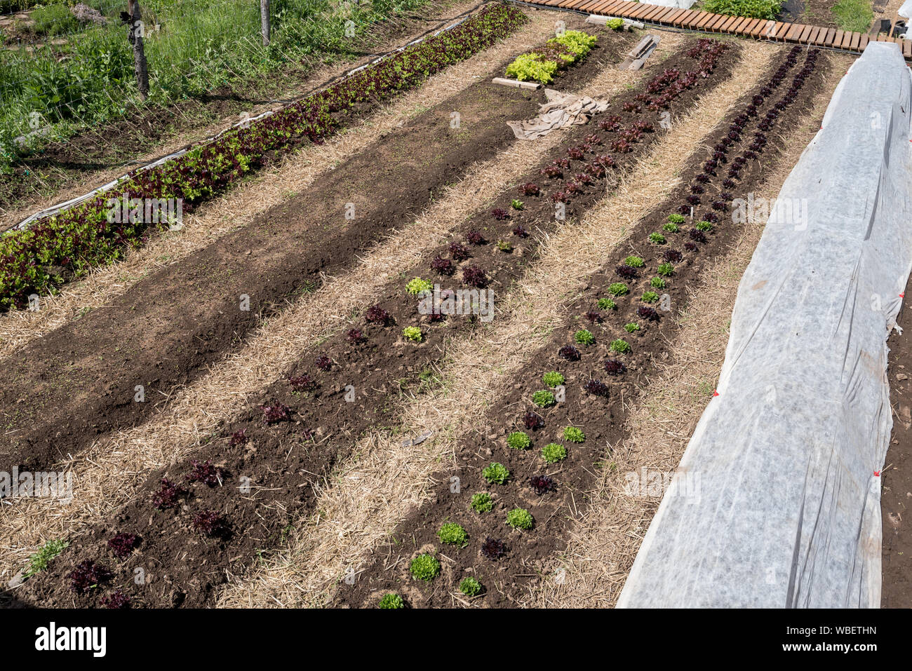 Garden at the Minam River Lodge in Oregon's Wallowa Mountains Stock ...