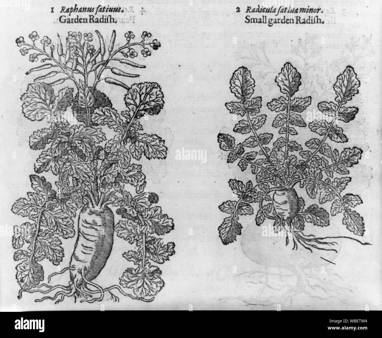 Radishes garden Black and White Stock Photos & Images - Alamy