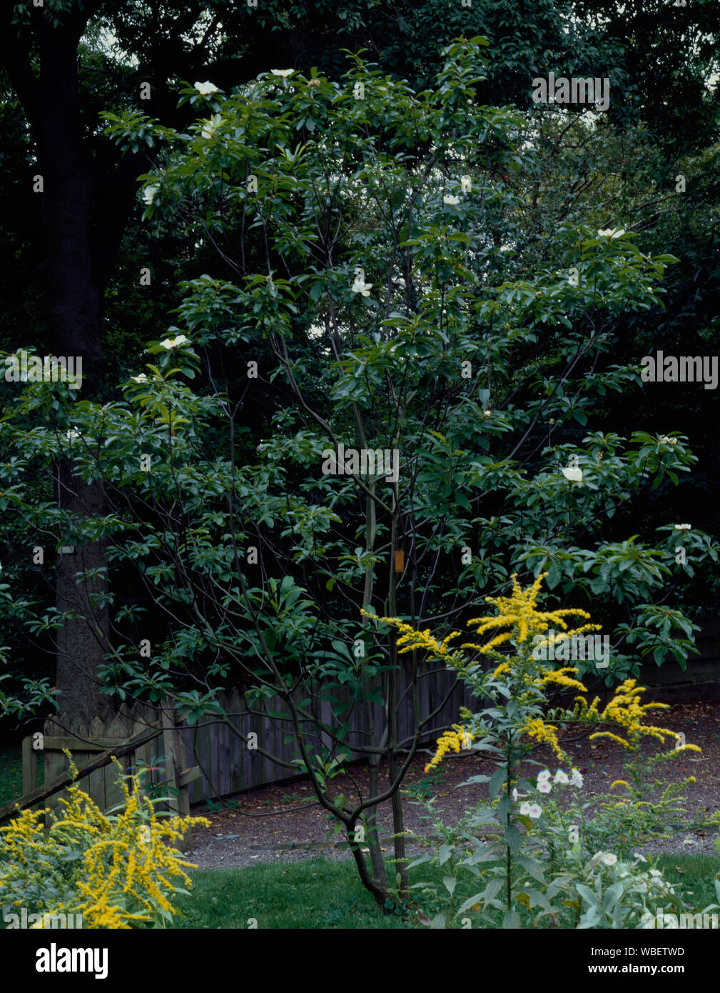 Garden scene in northern Virginia Stock Photo - Alamy