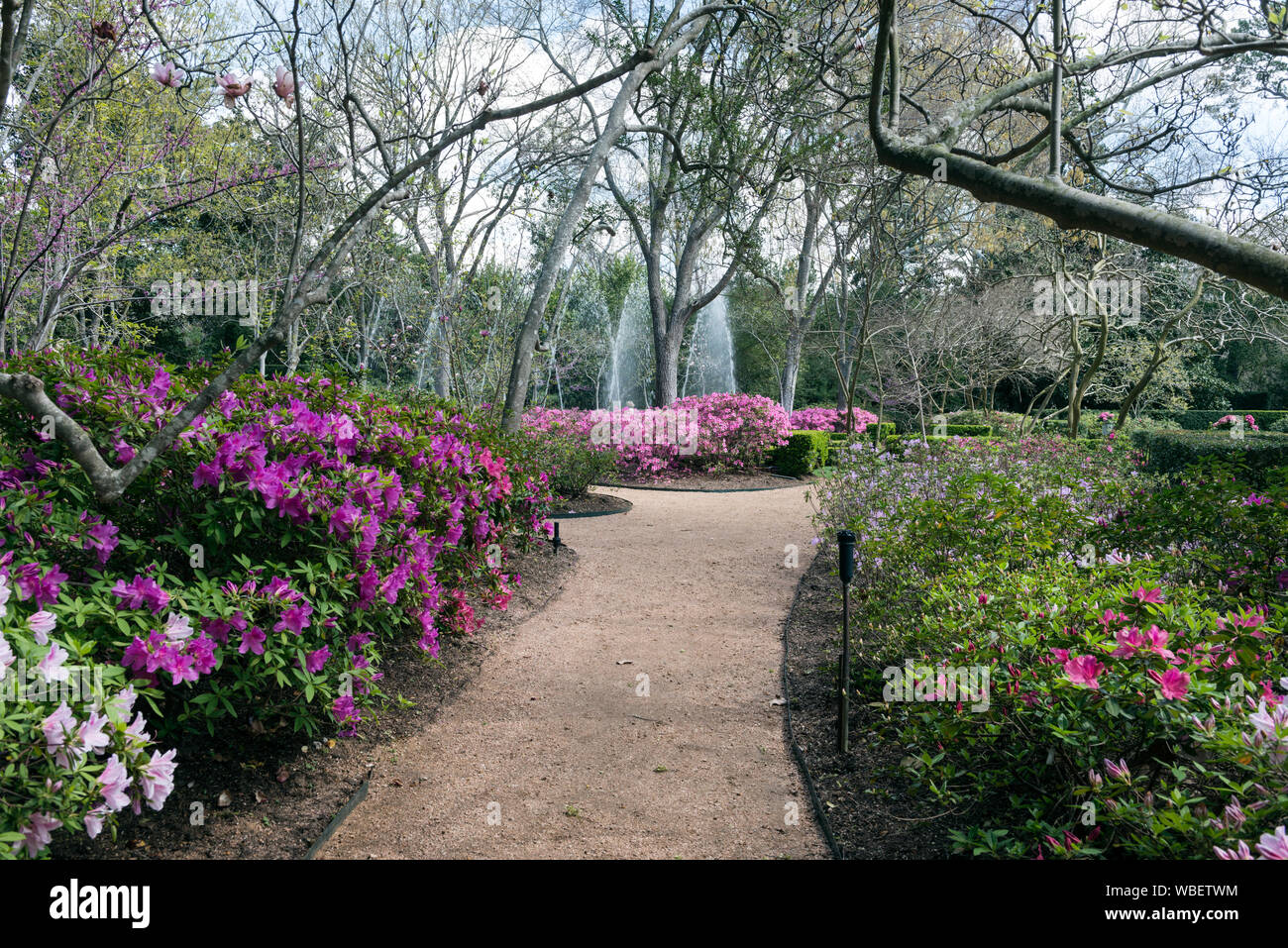Garden path and blooming azaleas at the Bayou Bend Collection and ...