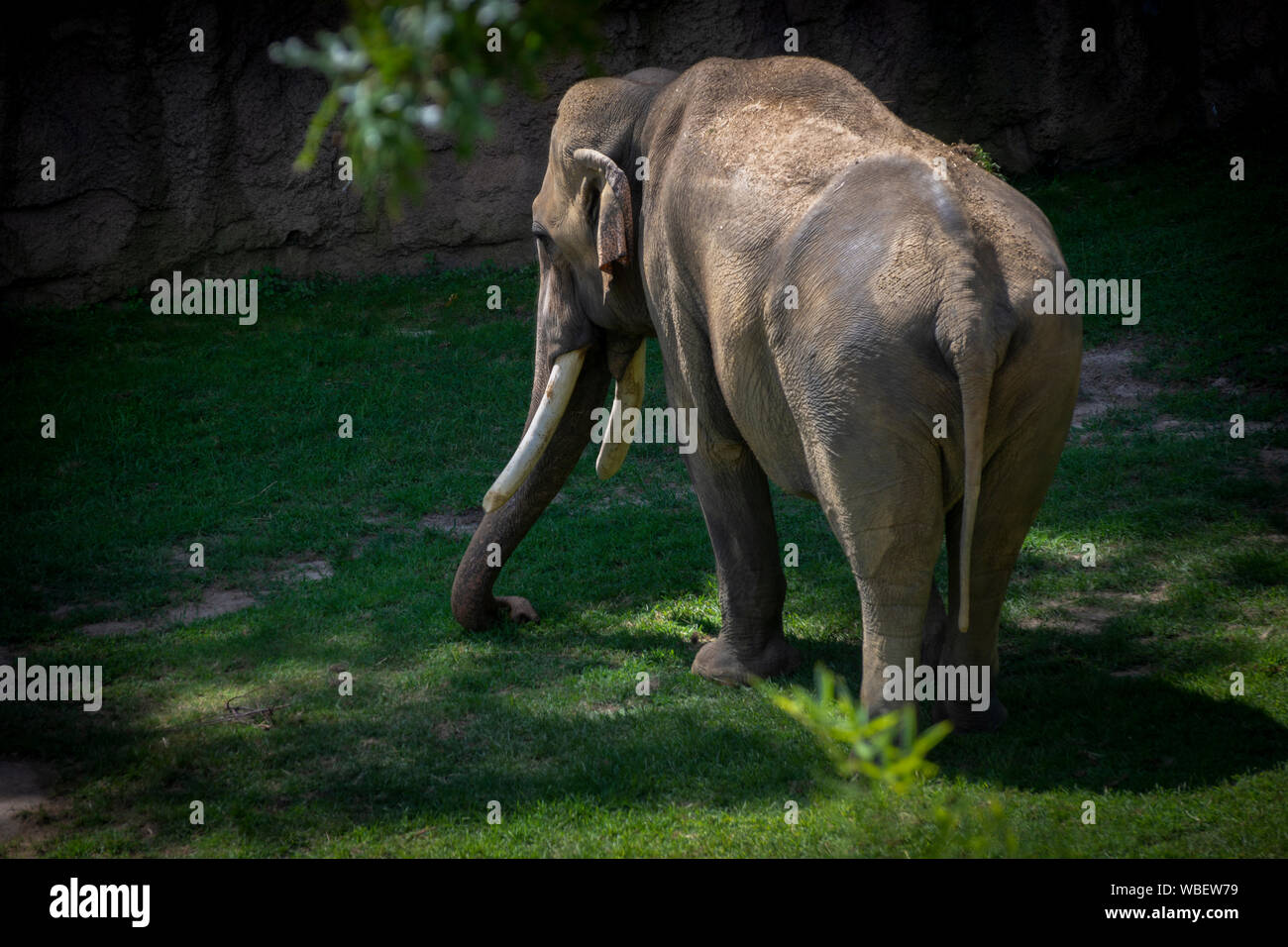 National Zoo Elephant Exhibit