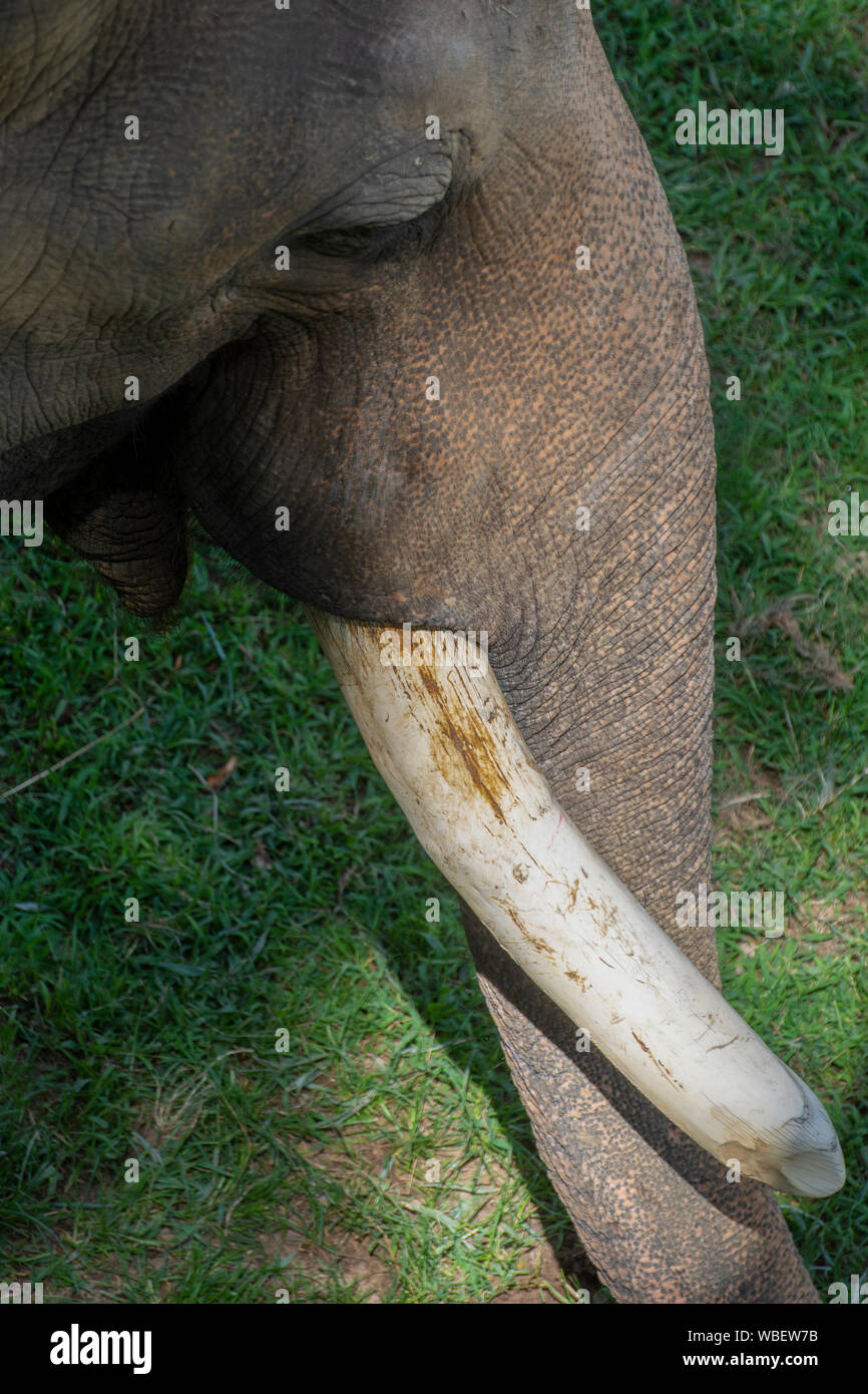 Smithsonian zoo elephant hi-res stock photography and images - Alamy