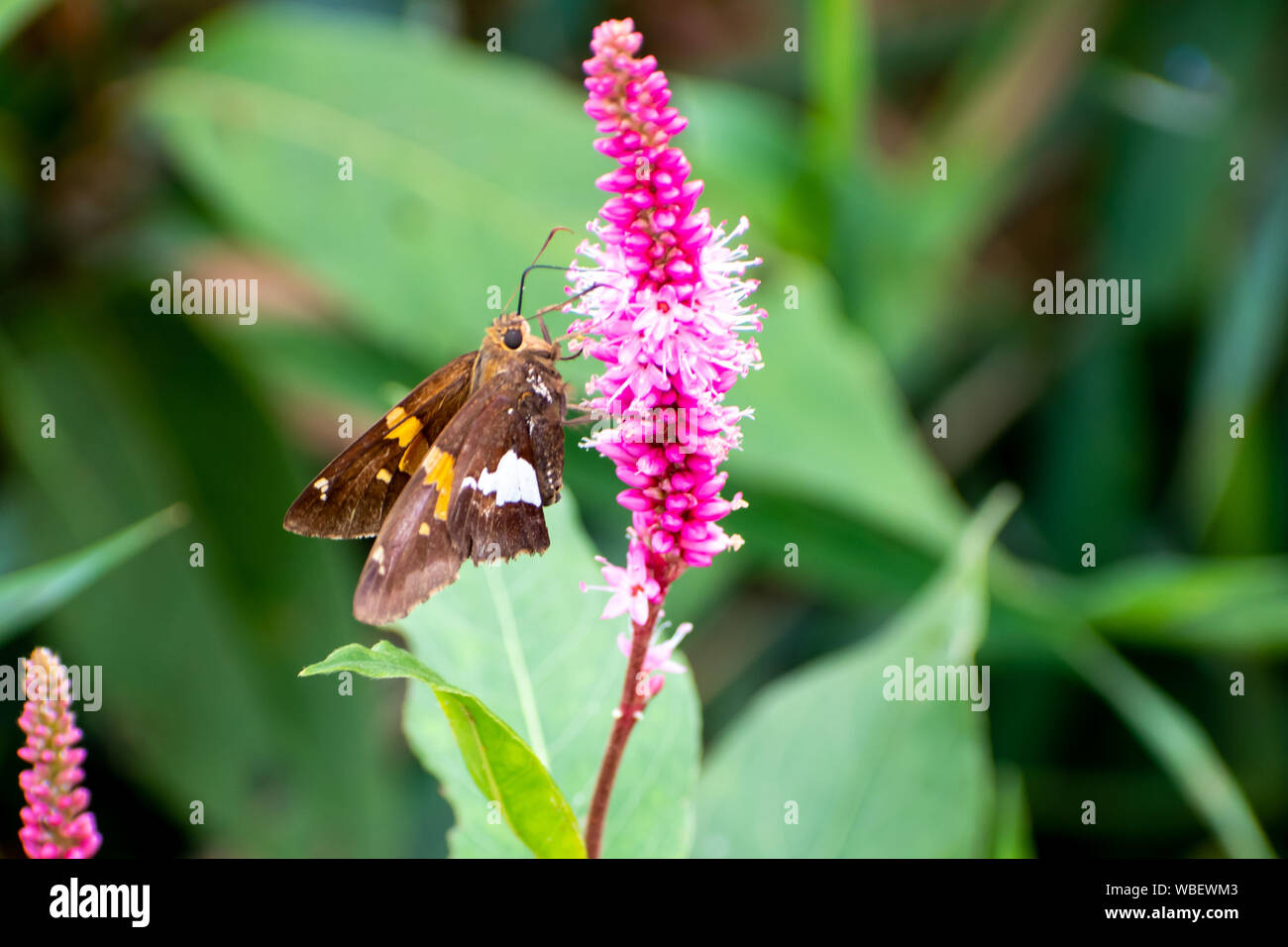 White spot skipper hi-res stock photography and images - Alamy