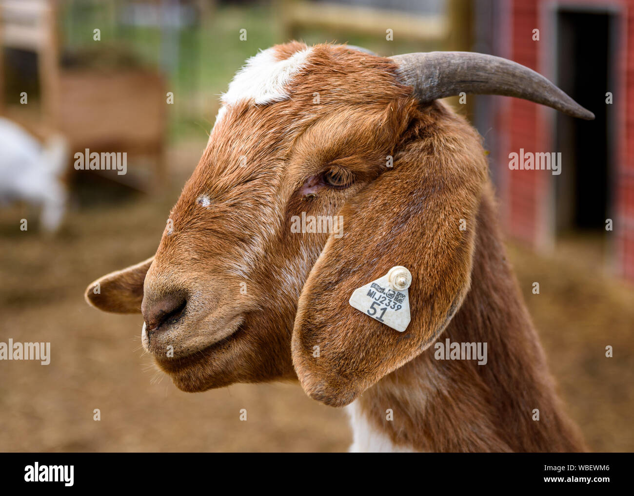 Goat with horns hi-res stock photography and images - Alamy