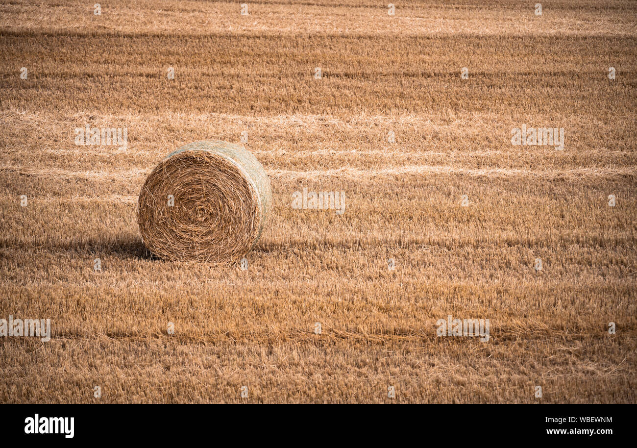 Single hay bale in golden field Stock Photo - Alamy