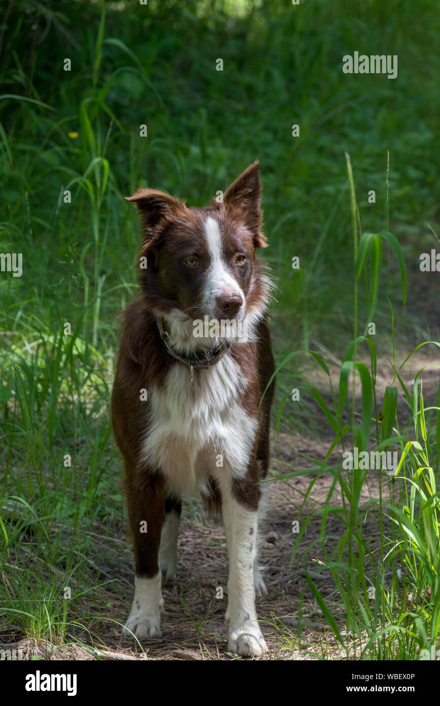 Dog on a trail in Oregon's Wallowa Mountains Stock Photo - Alamy