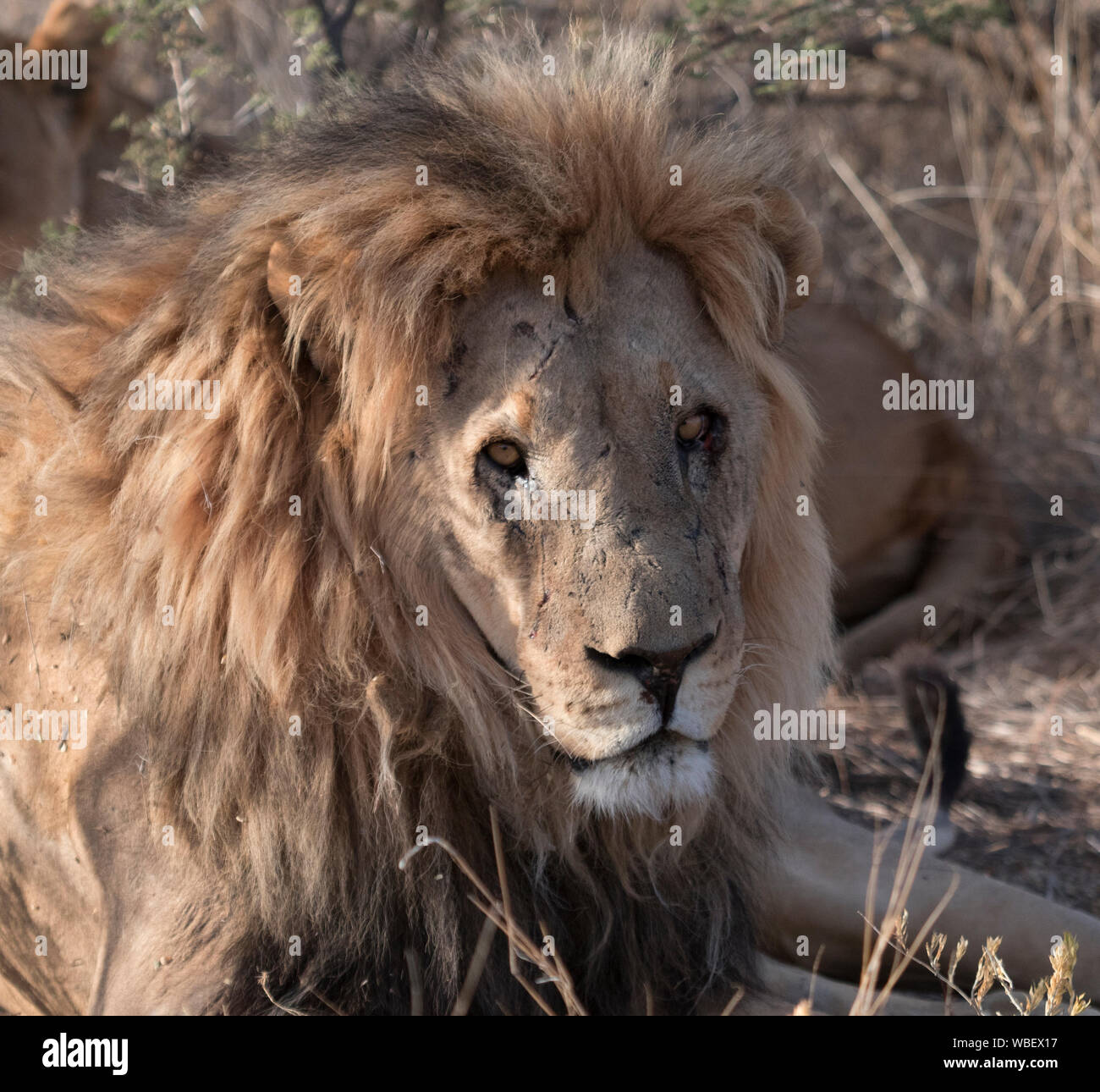 Adult male lion lies down in the short dry grass of Botswana Stock ...