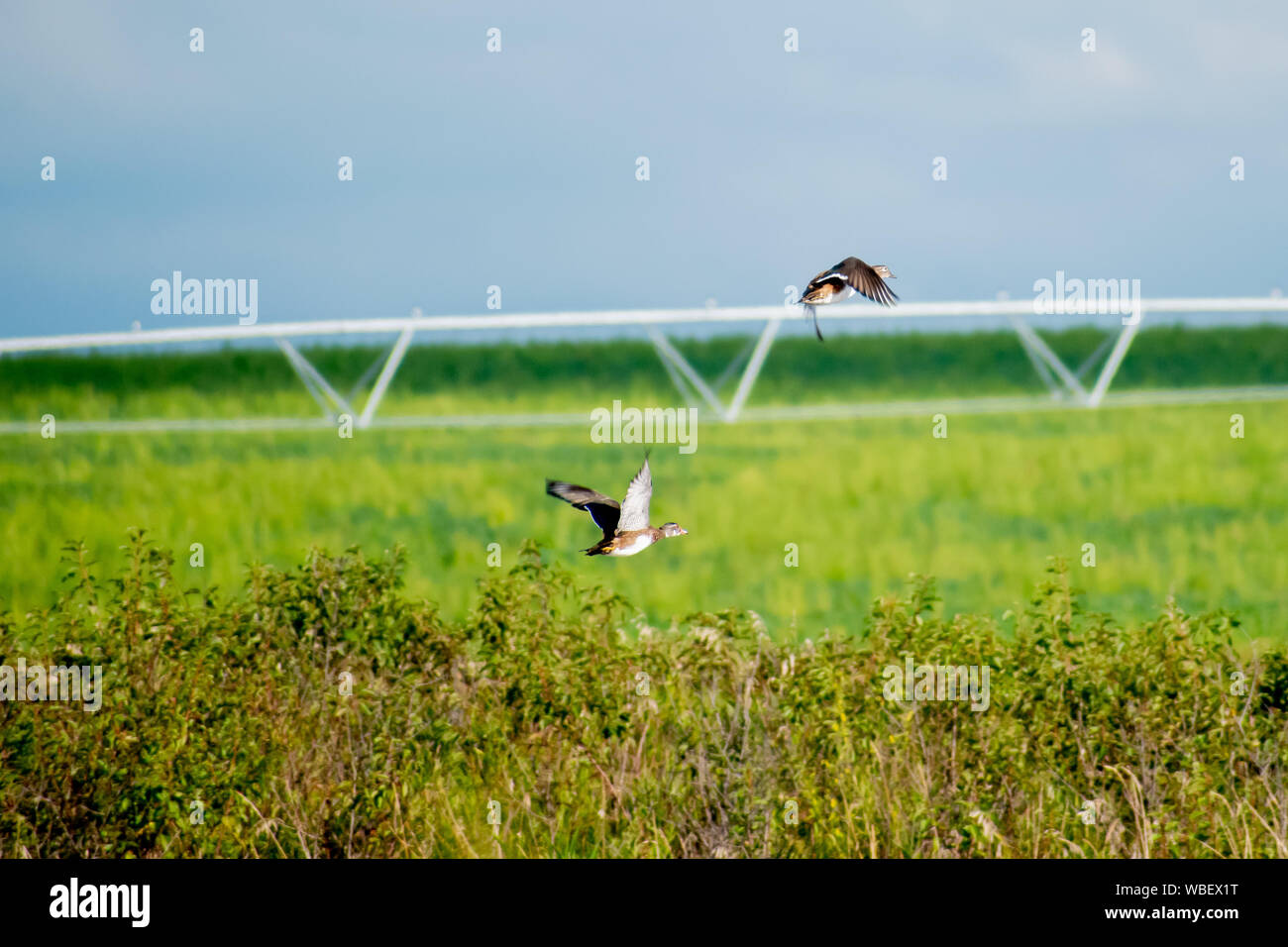 Pair of wood ducks flying over corn field Stock Photo - Alamy
