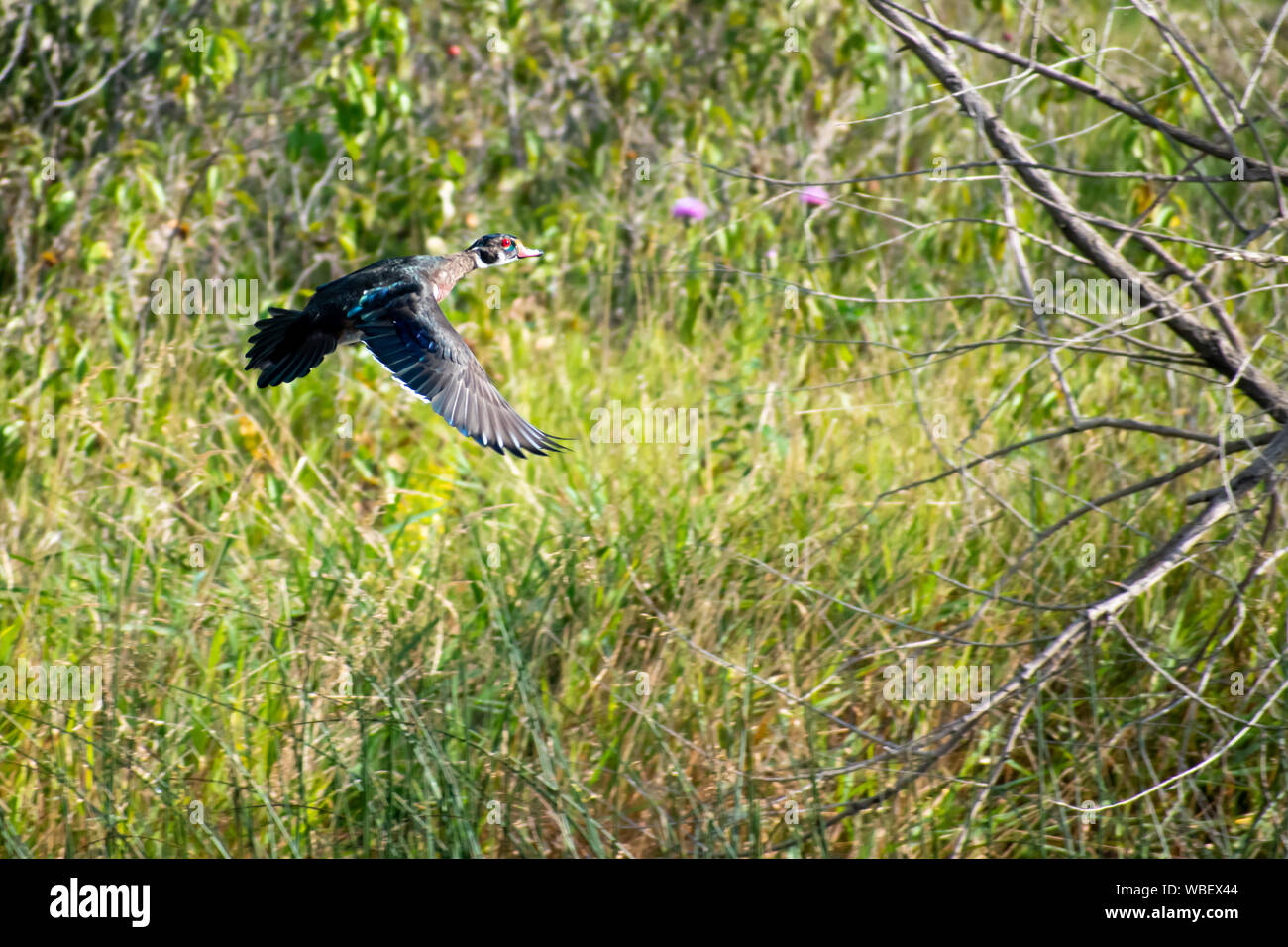 Wood Duck Summer Duck High Resolution Stock Photography and Images - Alamy