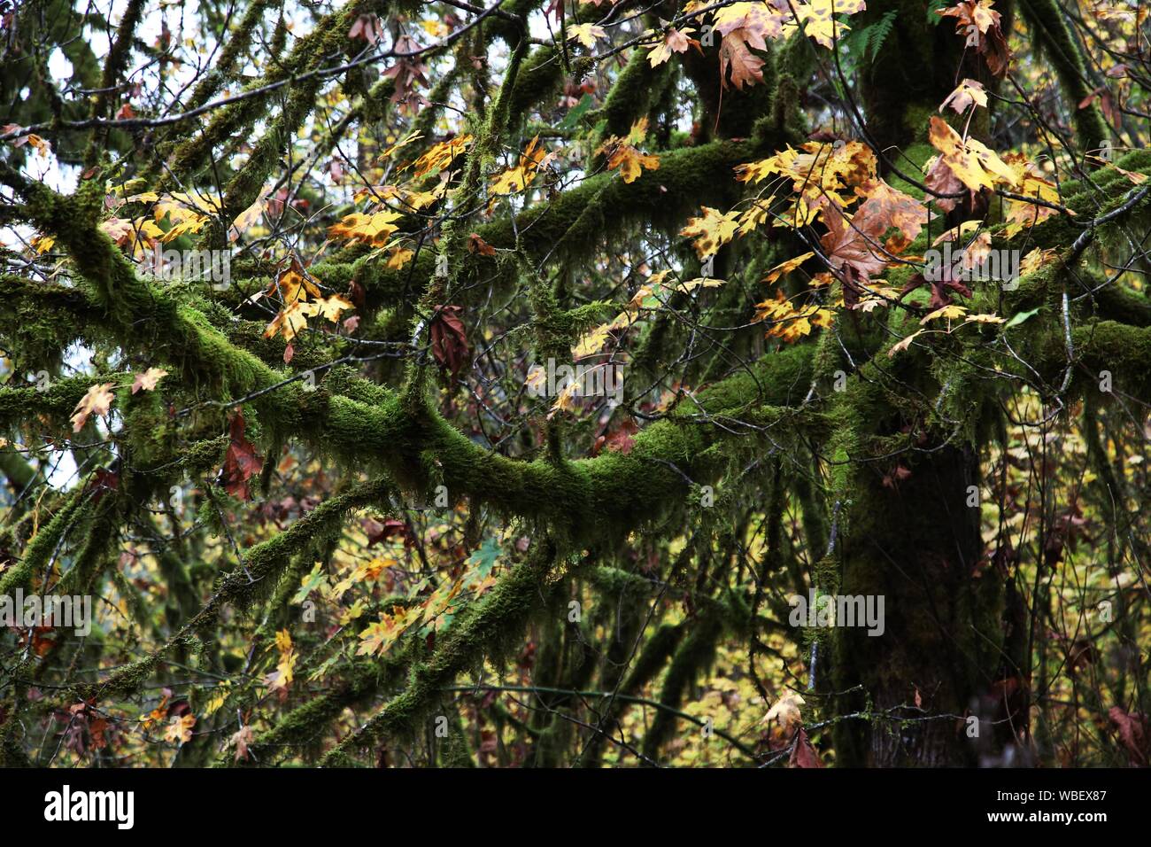 Tillamook County, Oregon, USA. 3rd Nov, 2018. Oregon is incredibly ...