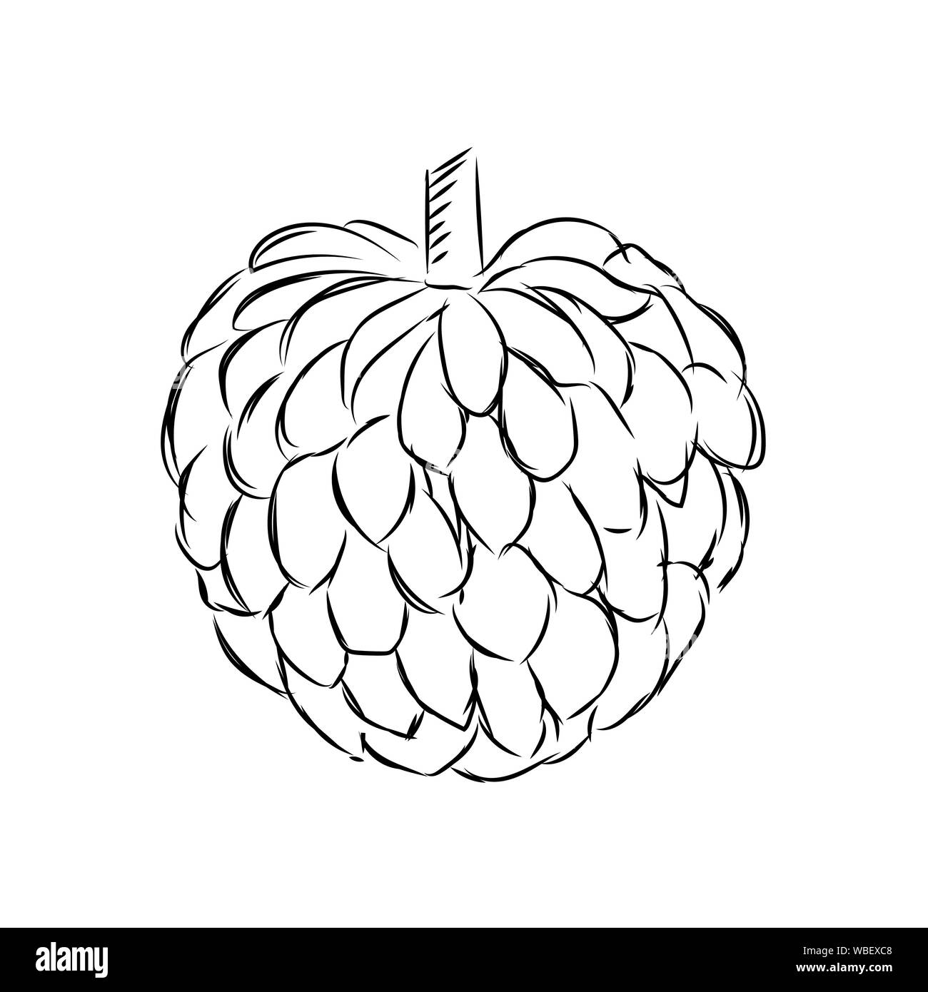 Delucious fruit drawing Stock Vector Image & Art - Alamy