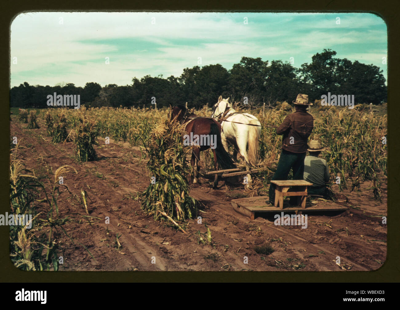 Gathering corn in the field, Pie Town, New Mexico Abstract/medium: 1 ...