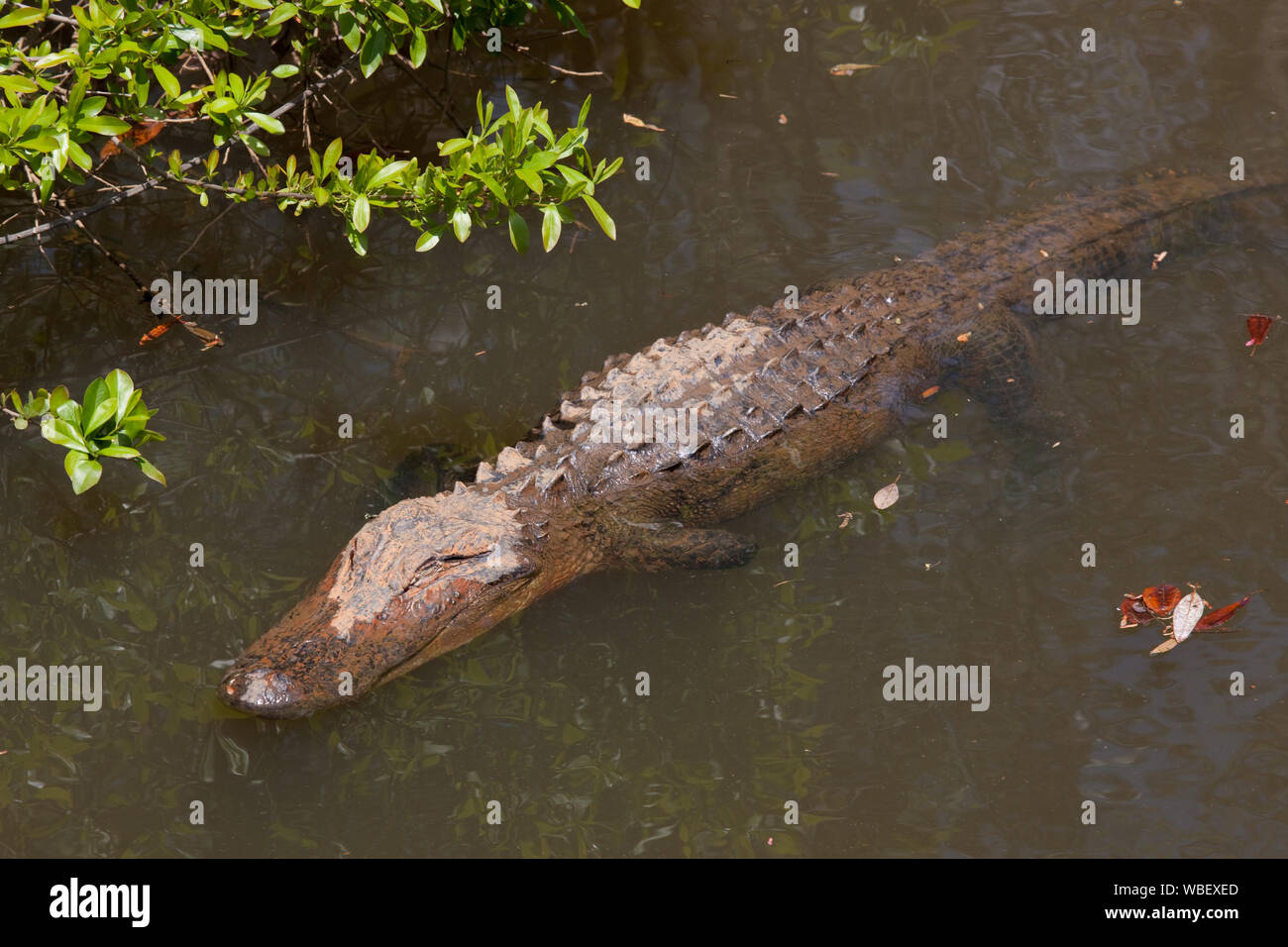 Gator Alley at the D'Olive Boardwalk Park in Daphne, Alabama, is filled ...