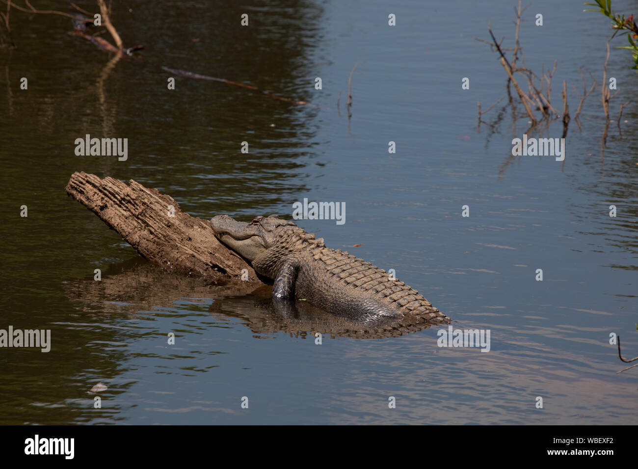 Gator Alley at the D'Olive Boardwalk Park in Daphne, Alabama, is filled ...