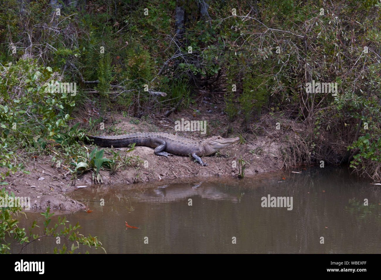 Gator Alley at the D'Olive Boardwalk Park in Daphne, Alabama, is filled ...