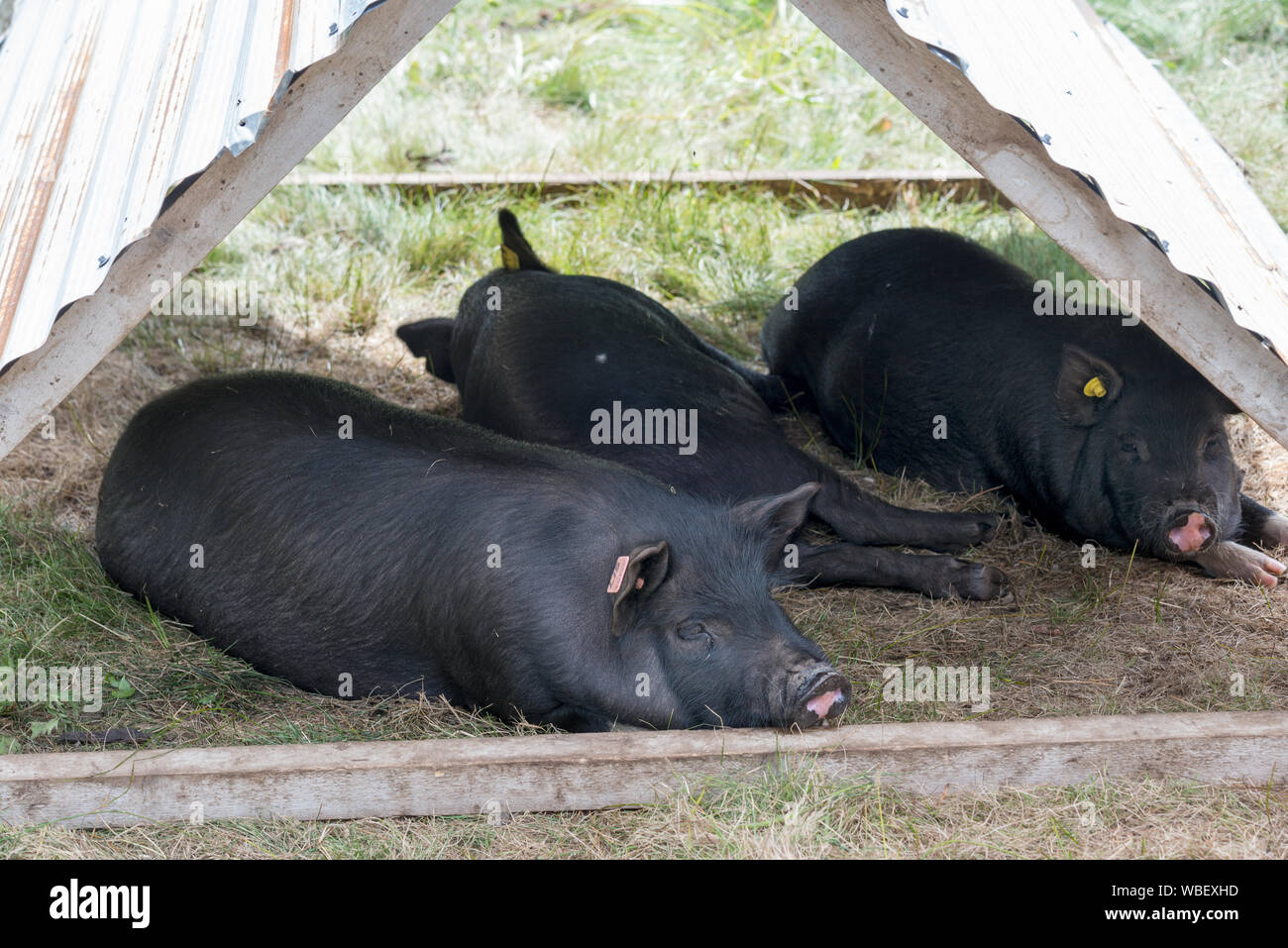 American Guinea hogs in the shade of shelter at the Minam River Lodge ...