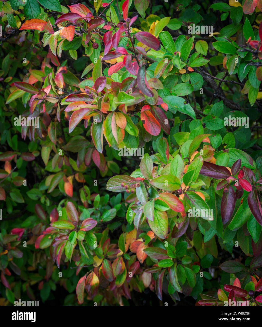 Black gum tree branch hi-res stock photography and images - Alamy