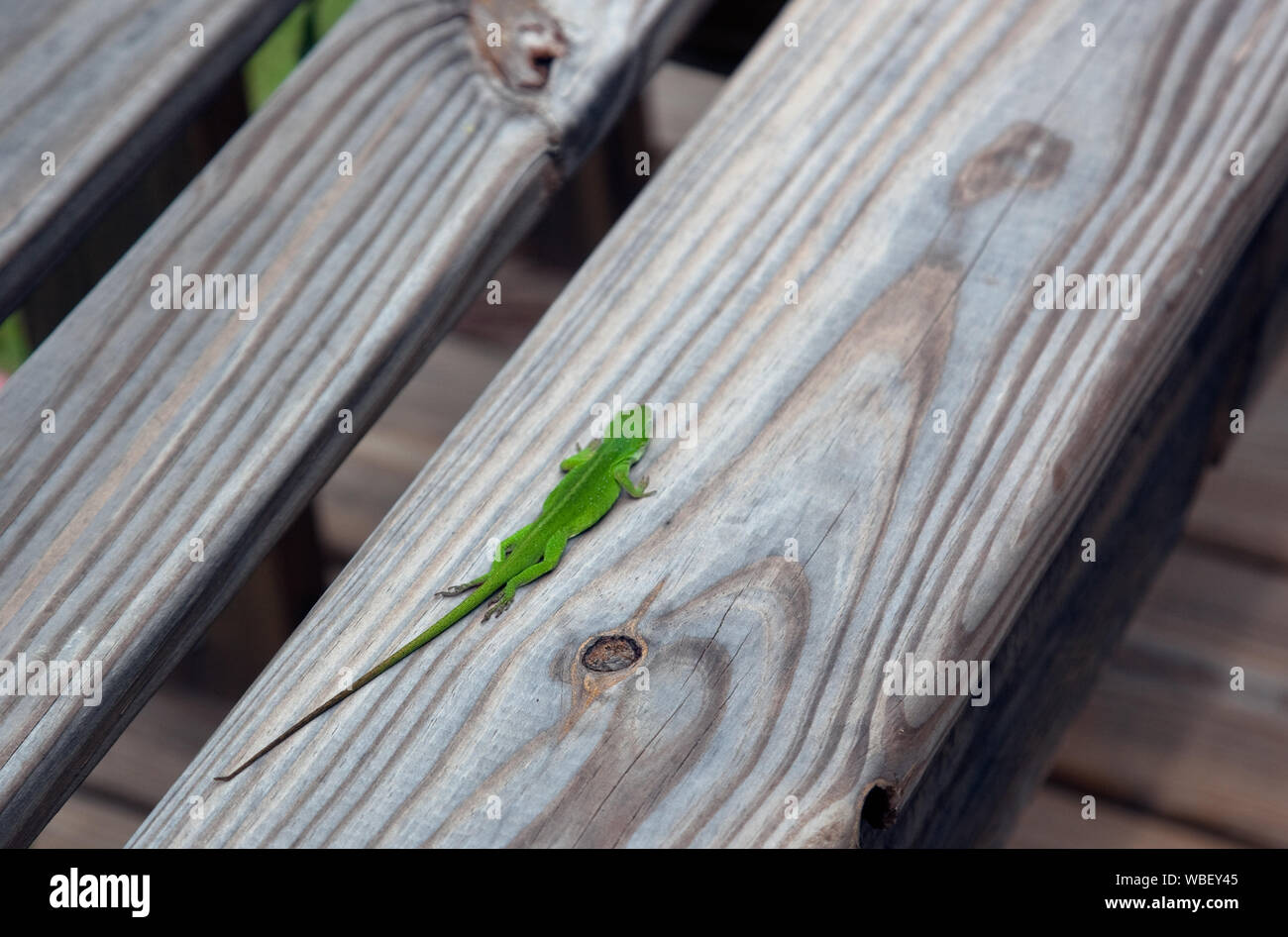 Geckos are prevelent throughout Monroe County, Alabama during the hot ...