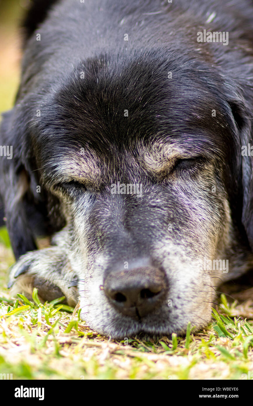 Old black labrador retriever hi-res stock photography and images - Alamy