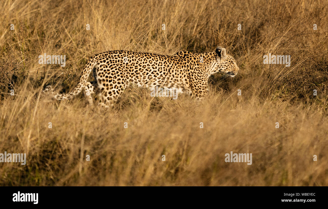 Leopard walks in short dry grass, stalking his prey in Namibia Stock ...