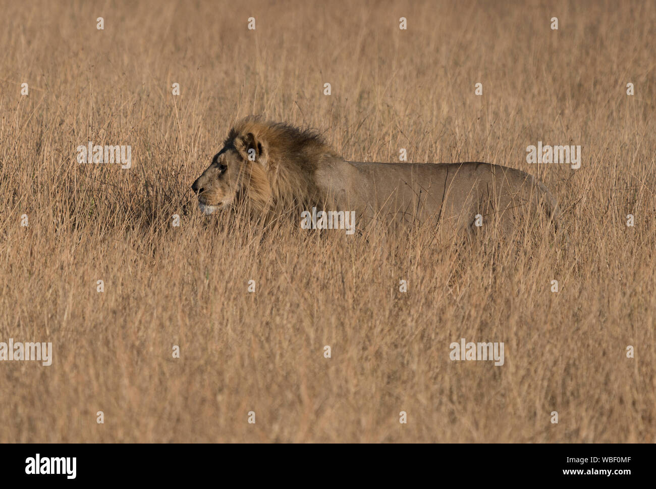 Adult male lion is mostly hidden in the short dry grass while it prowls ...