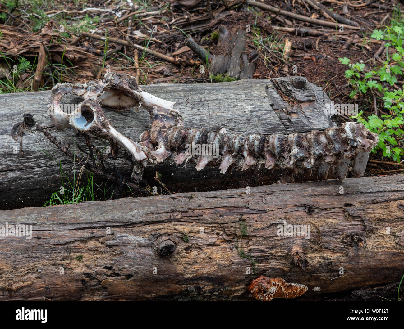 Spine of Bison Carcass on ground along trail Stock Photo - Alamy